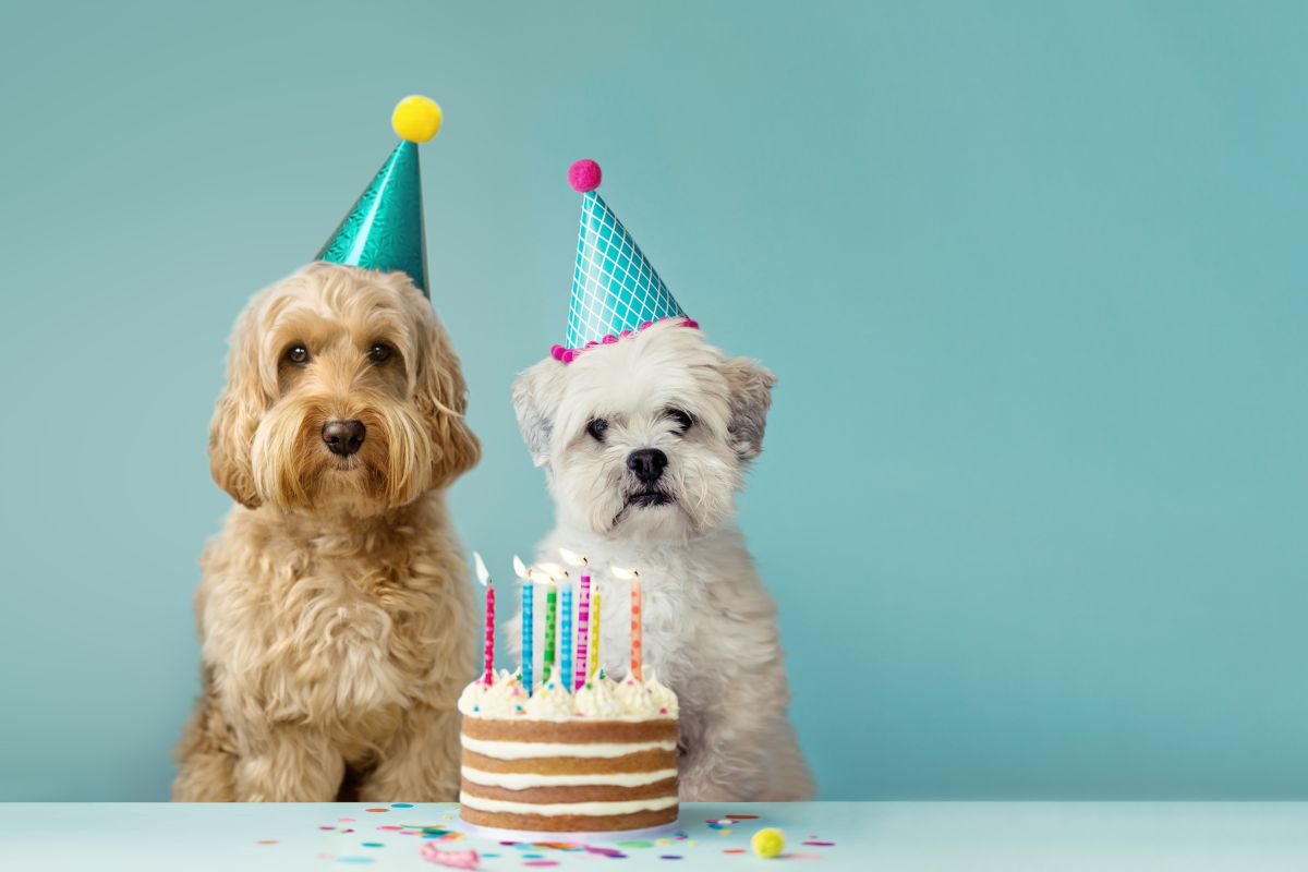 Pet Birthday Parties Prove Popular — FENNEC